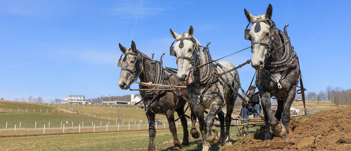 Percheron Draft Horse - The Farm at Walnut Creek