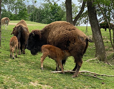American Bison - The Farm at Walnut Creek