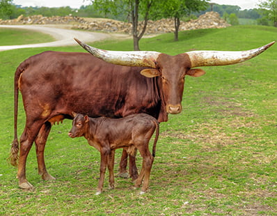 Watusi Cattle - The Farm at Walnut Creek